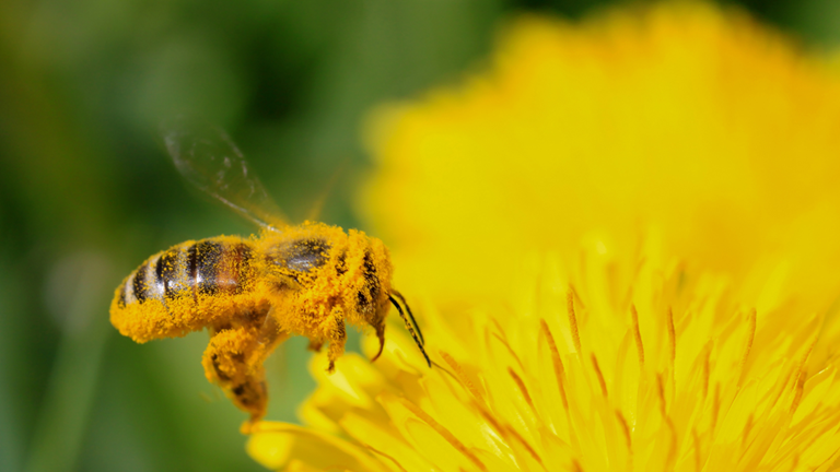 Giornata mondiale delle Api 2025 - Agenzia Regionale per la Prevenzione ...