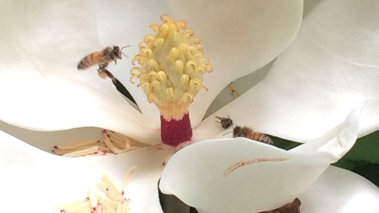 Giornata mondiale delle api - Agenzia Regionale per la Prevenzione e ...